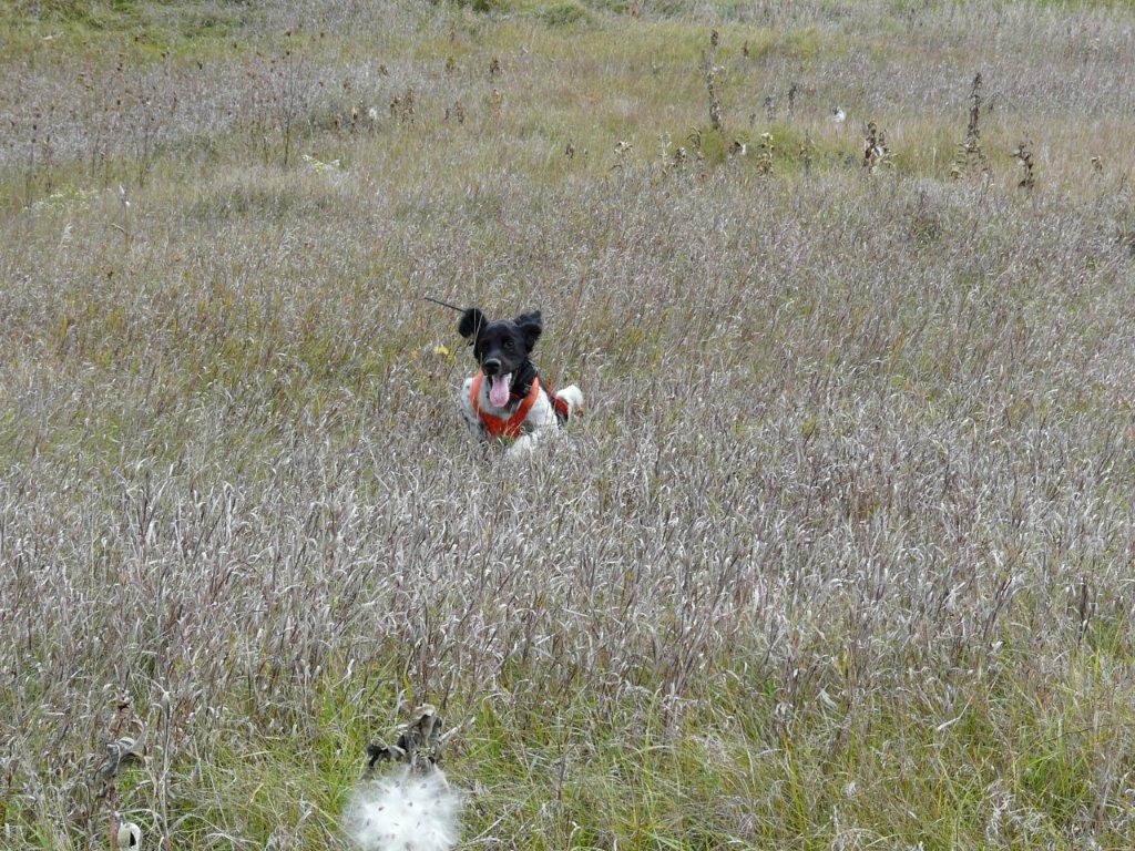 Turkey Hunting Appalachian Mountains at Angelina Varley blog